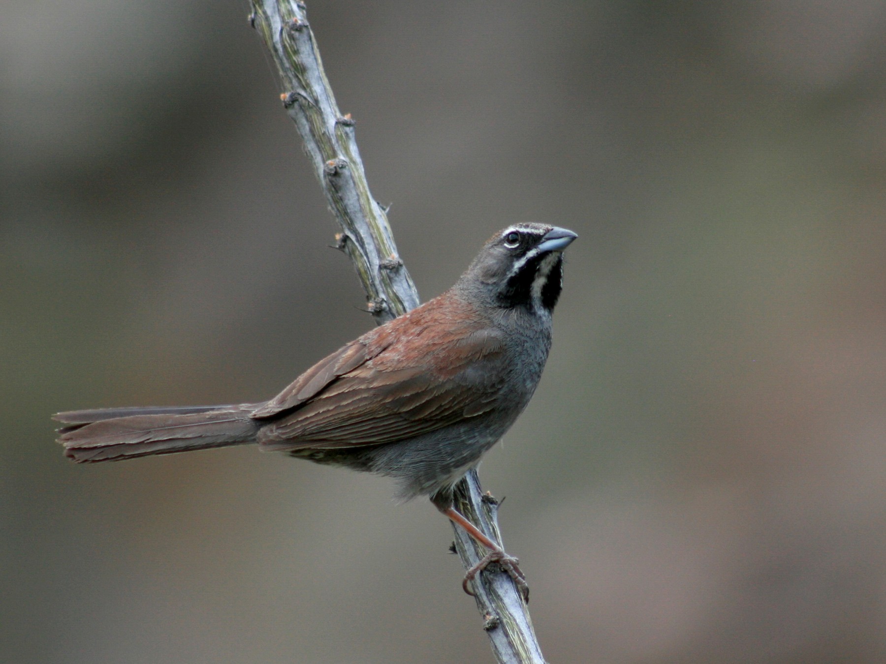 Five-striped Sparrow - eBird