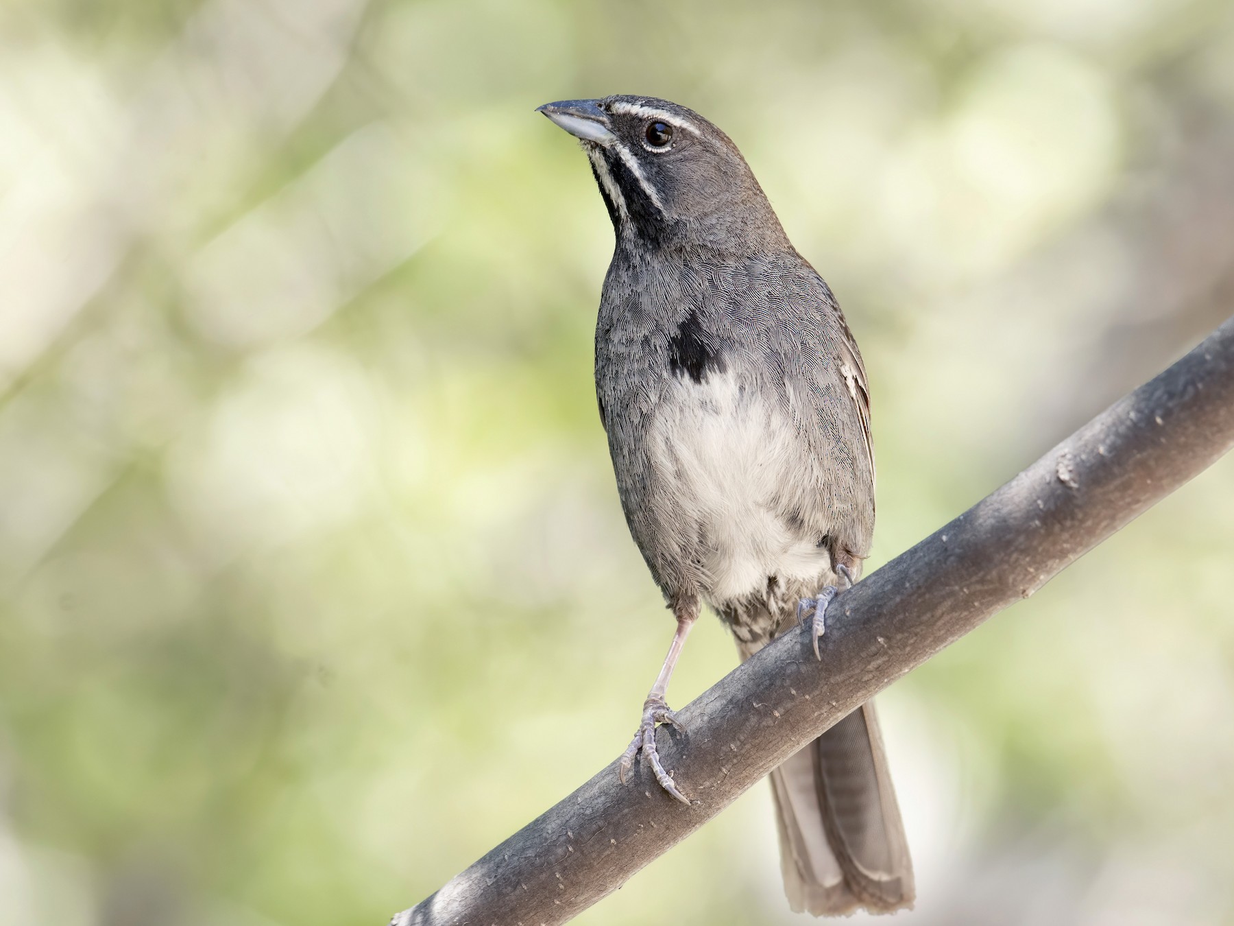 Five-striped Sparrow - eBird