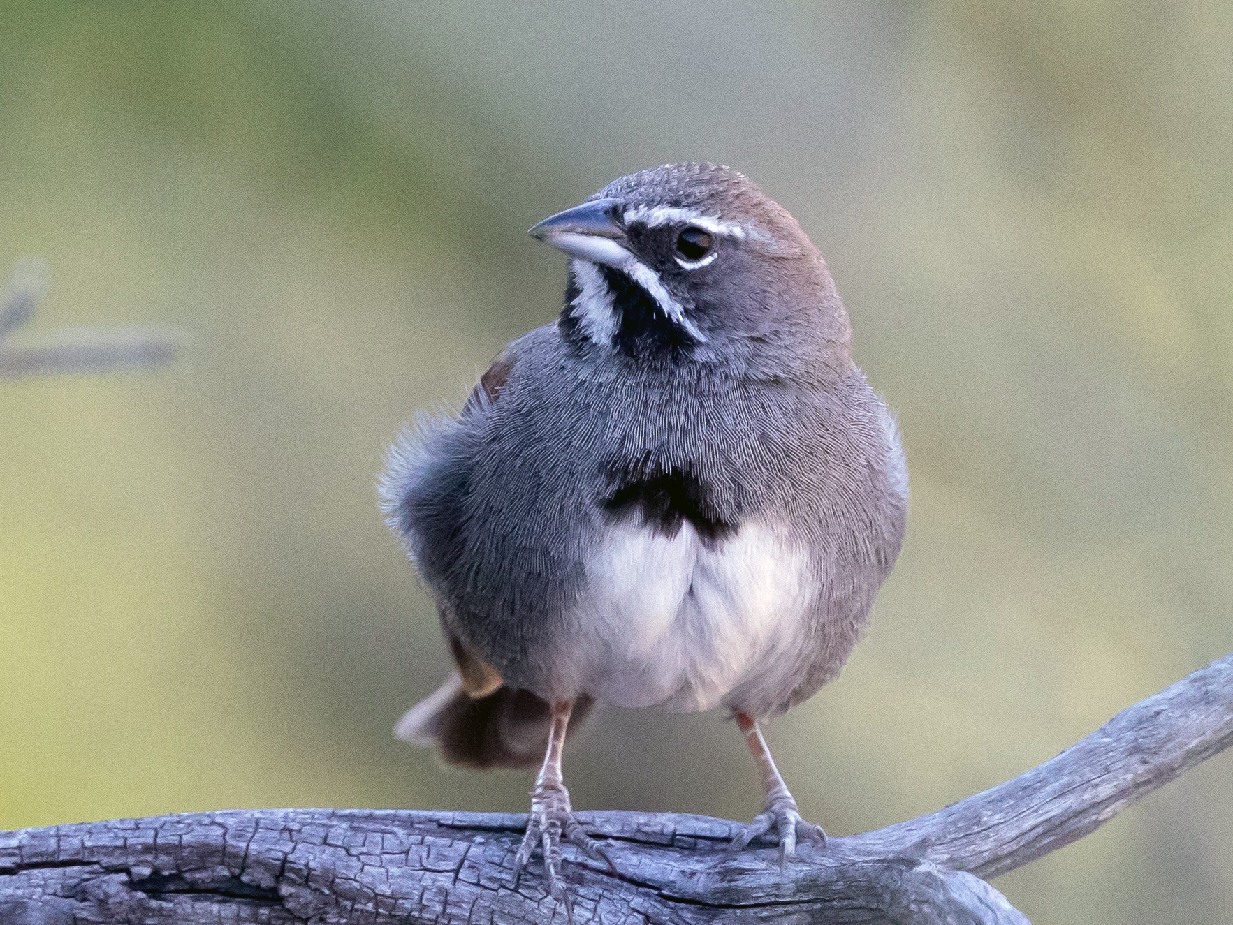 Five-striped Sparrow - eBird