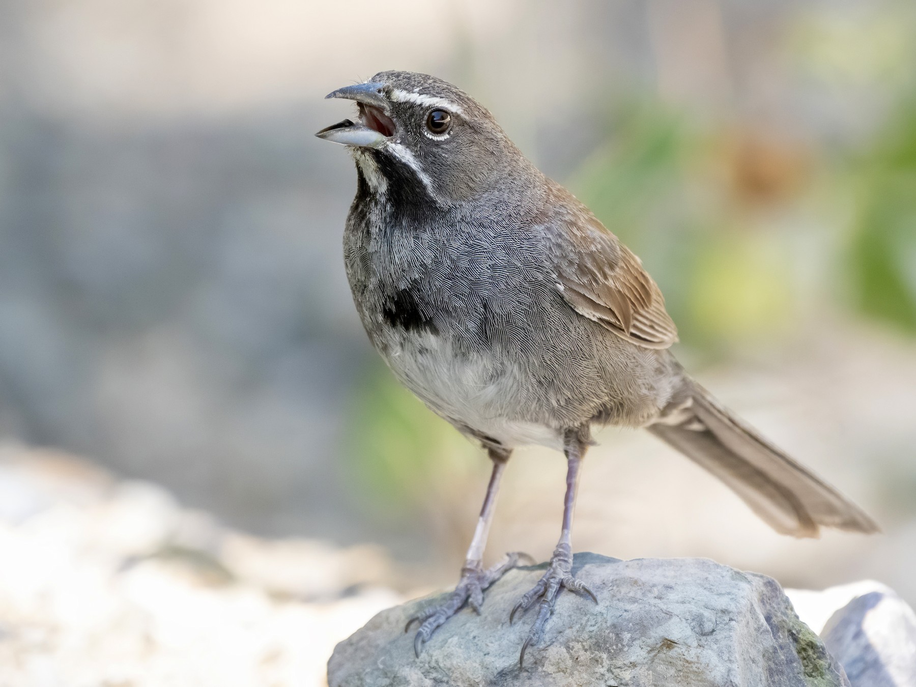 Five-striped Sparrow - eBird