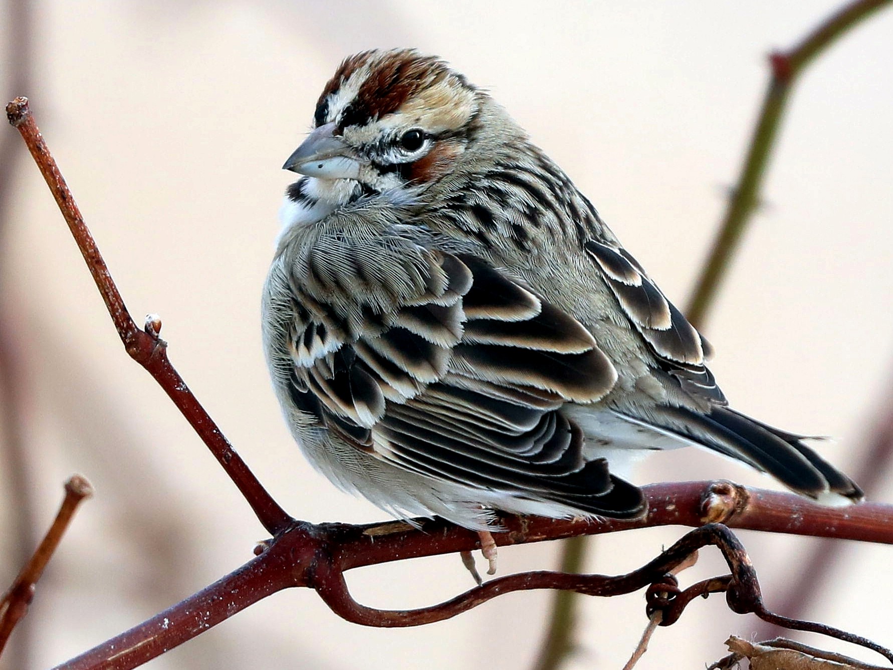 Lark Sparrow - eBird