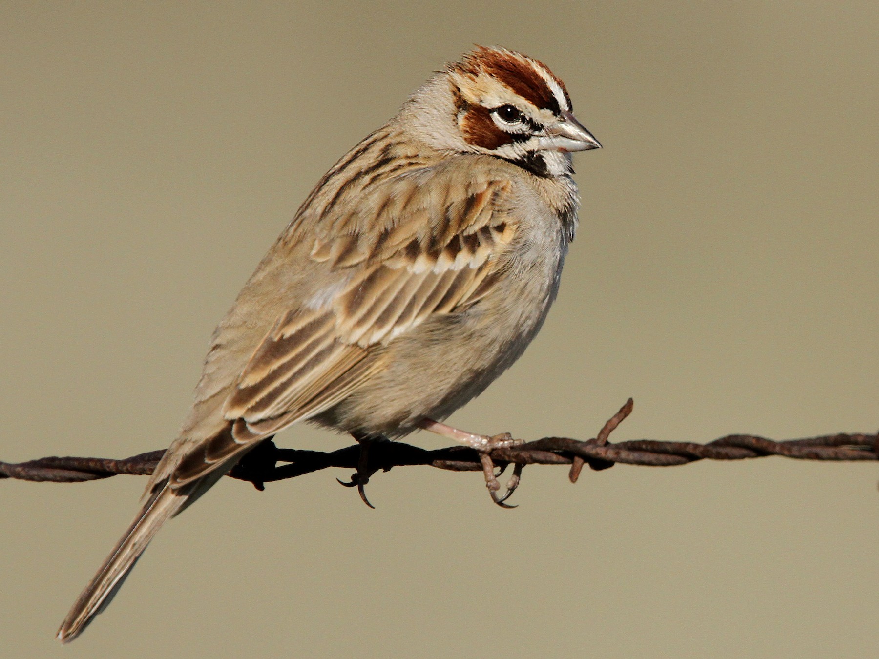 Gorrión Arlequín - eBird