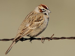 Lark Sparrow - eBird