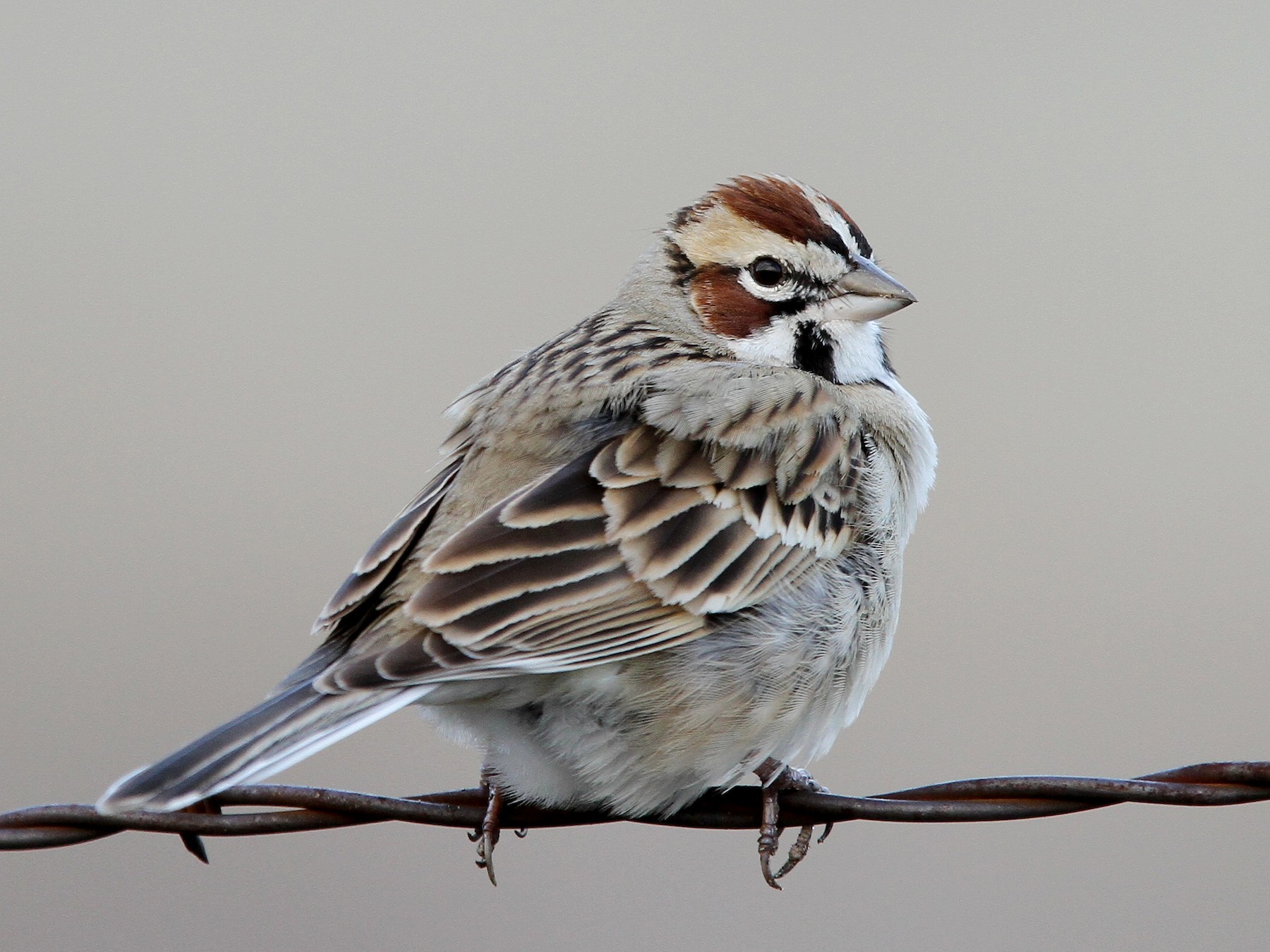 Lark Sparrow - eBird