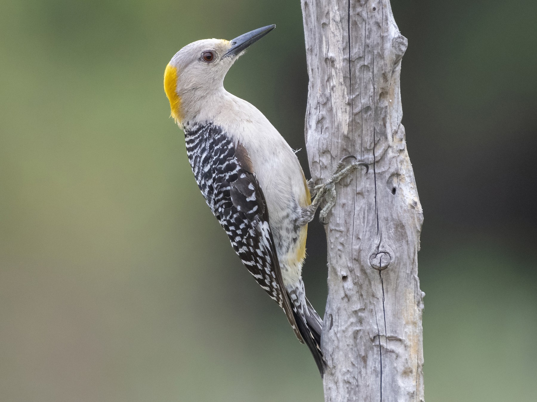 Golden-fronted Woodpecker - eBird