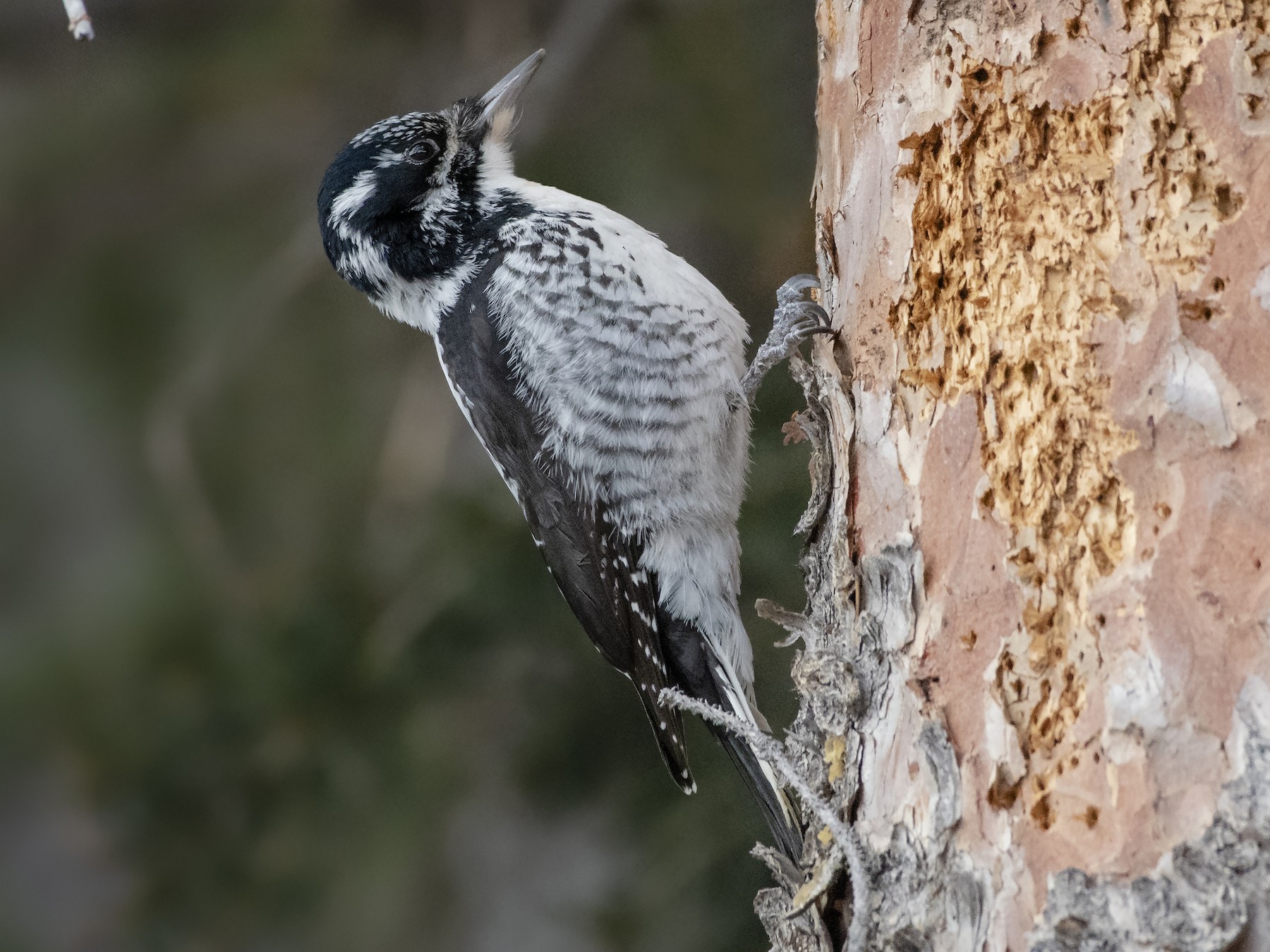American Three-toed Woodpecker - eBird