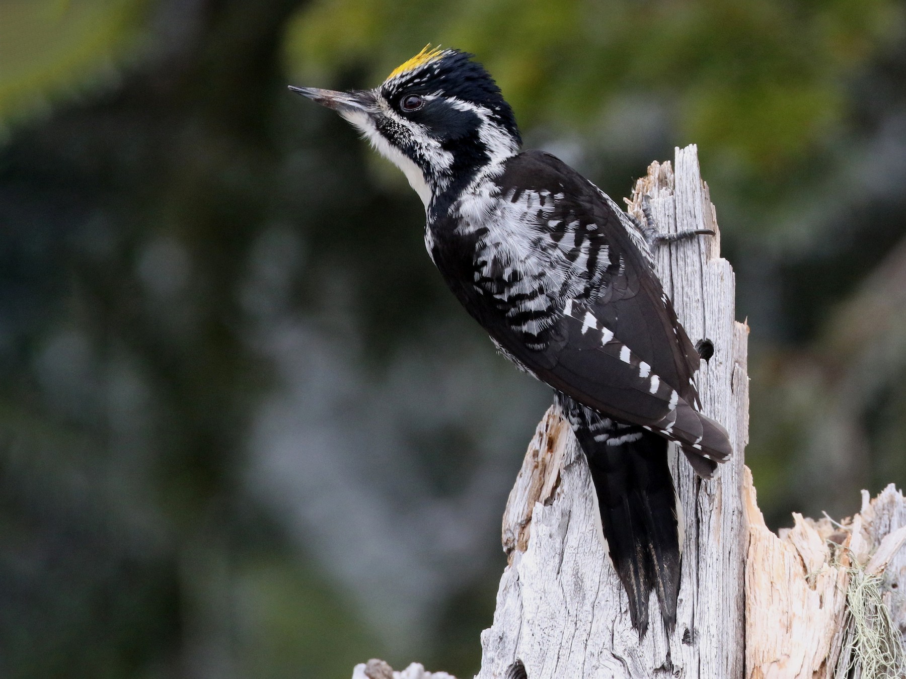 American Three-toed Woodpecker - eBird