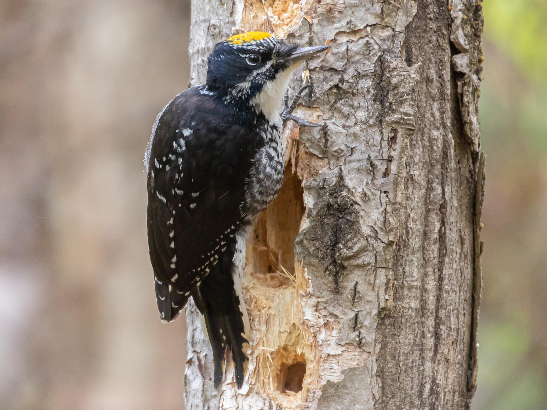 Three Toed Woodpecker