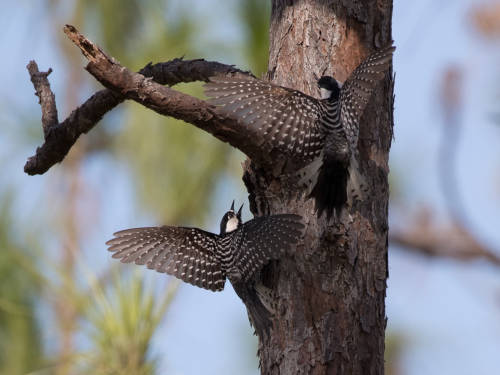 Red-cockaded Woodpecker - eBird