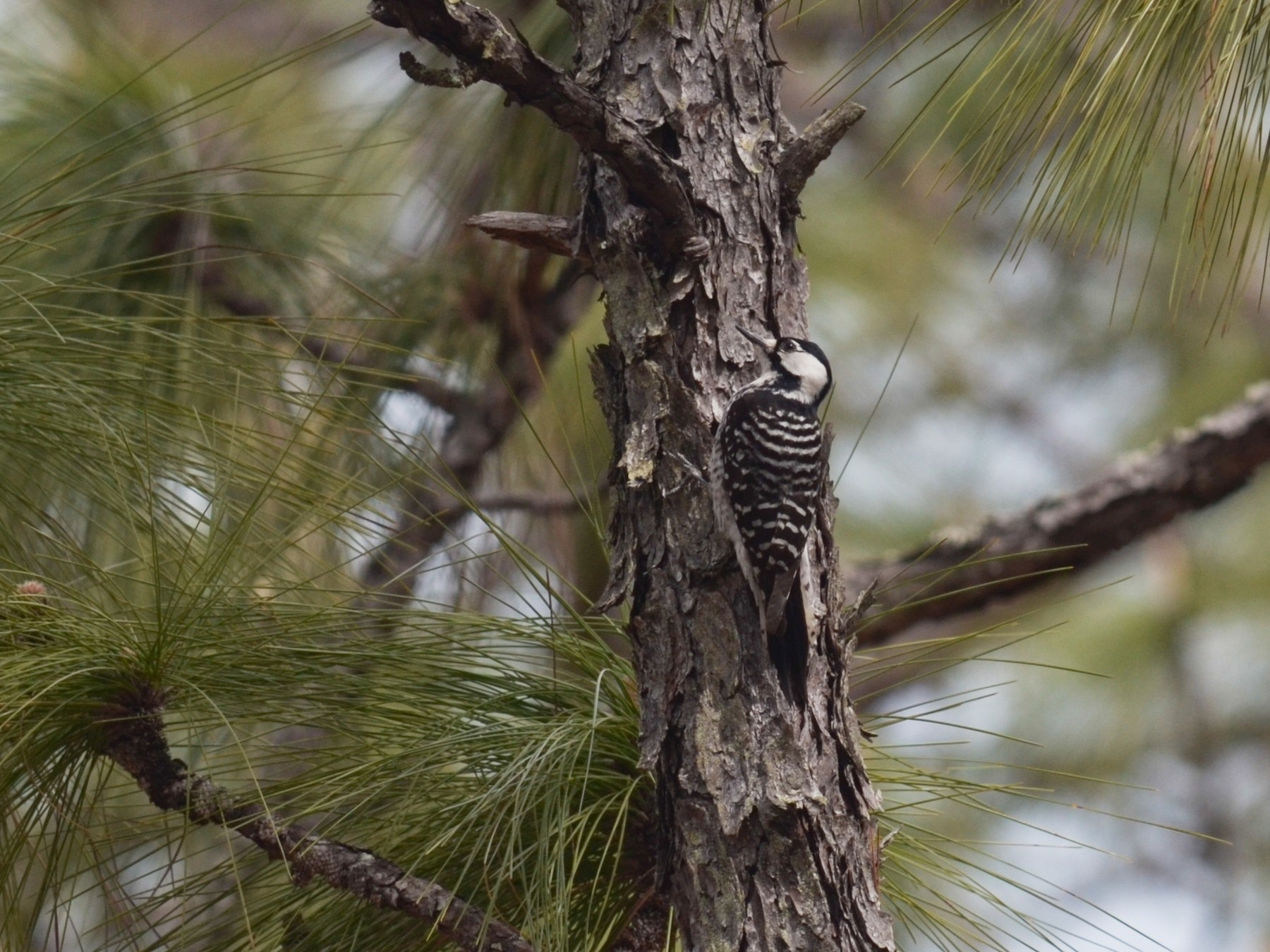 Red-cockaded Woodpecker - eBird