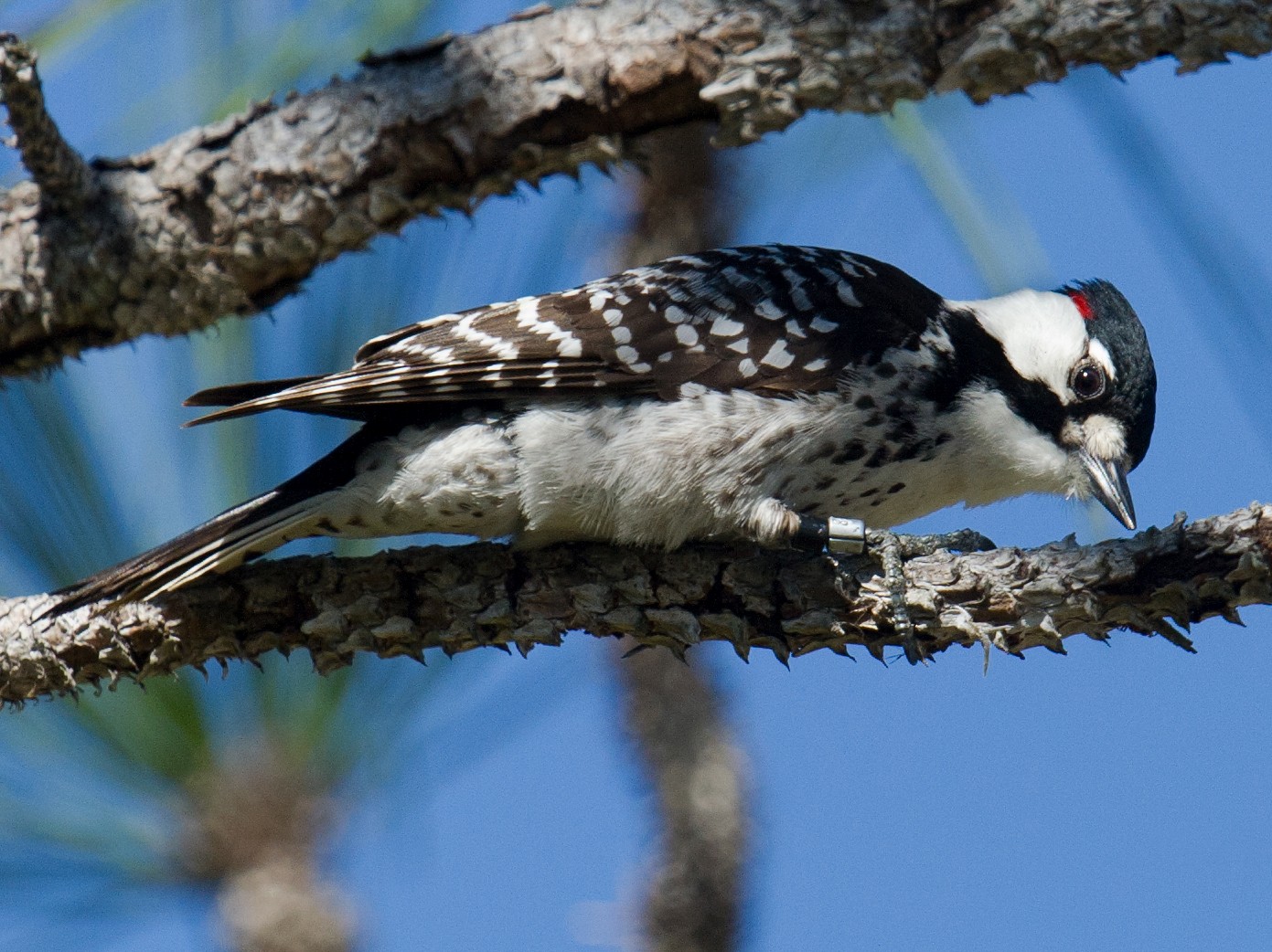 Red-cockaded Woodpecker - eBird