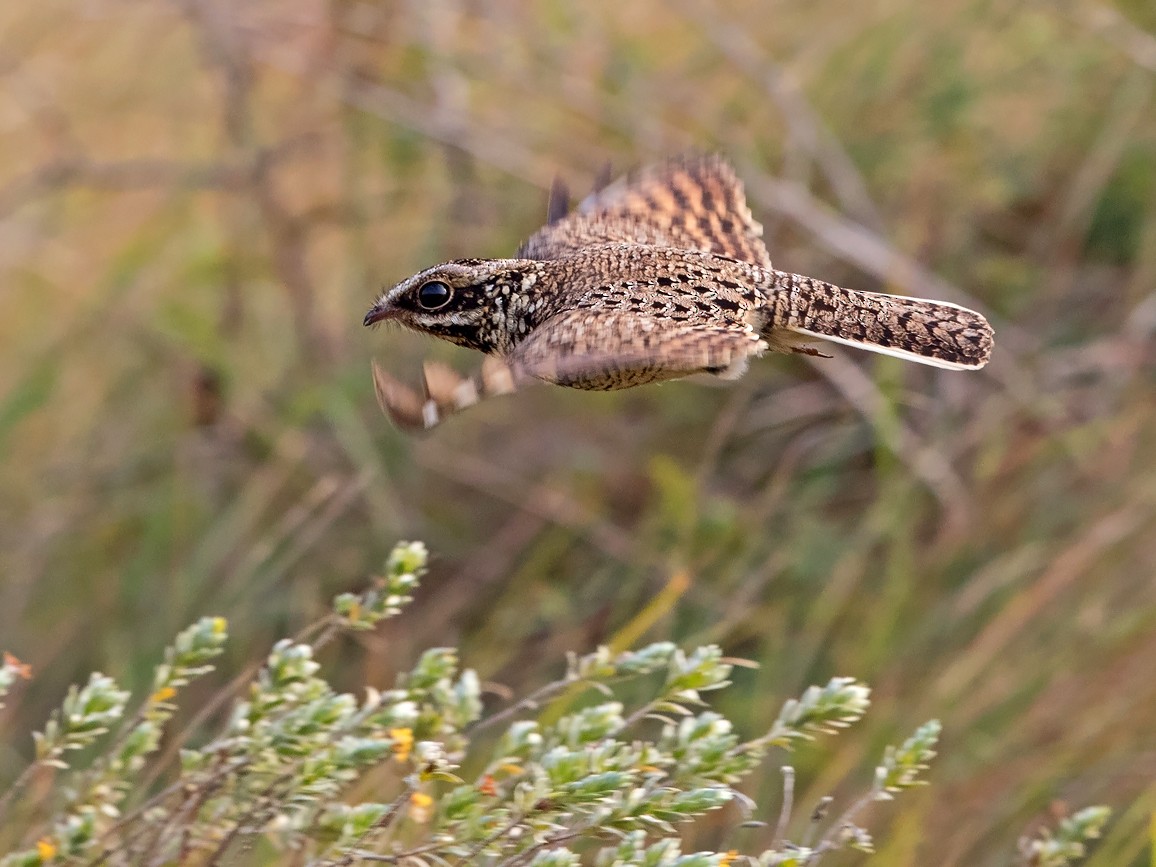 Swamp Nightjar - Caprimulgus natalensis - Birds of the World