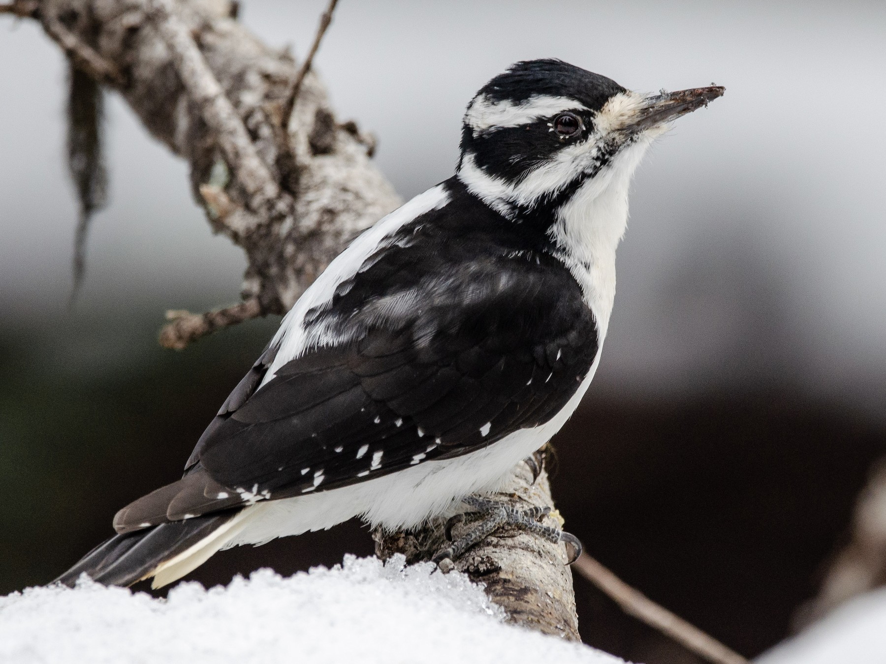 Hairy Woodpecker Vs Downy Woodpecker