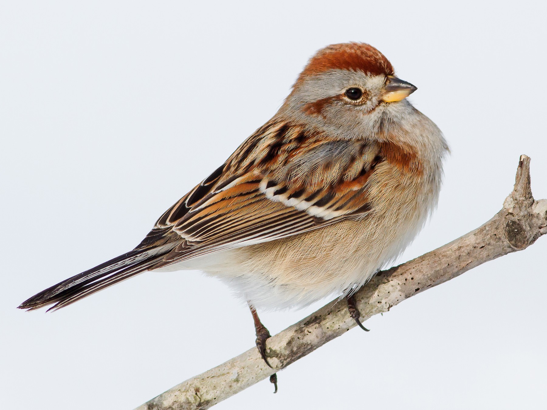 American Tree Sparrow - eBird