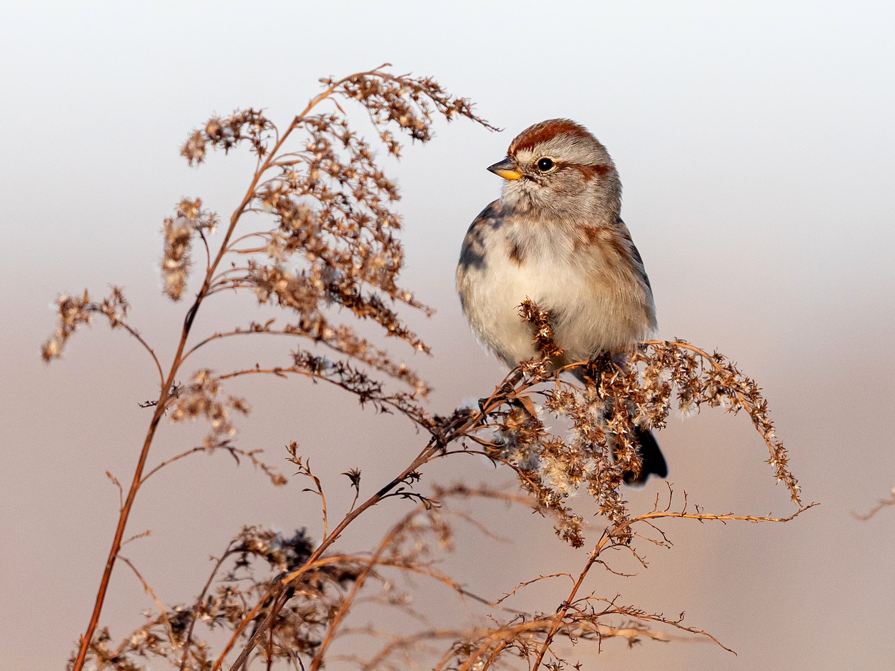 American Tree Sparrow - eBird
