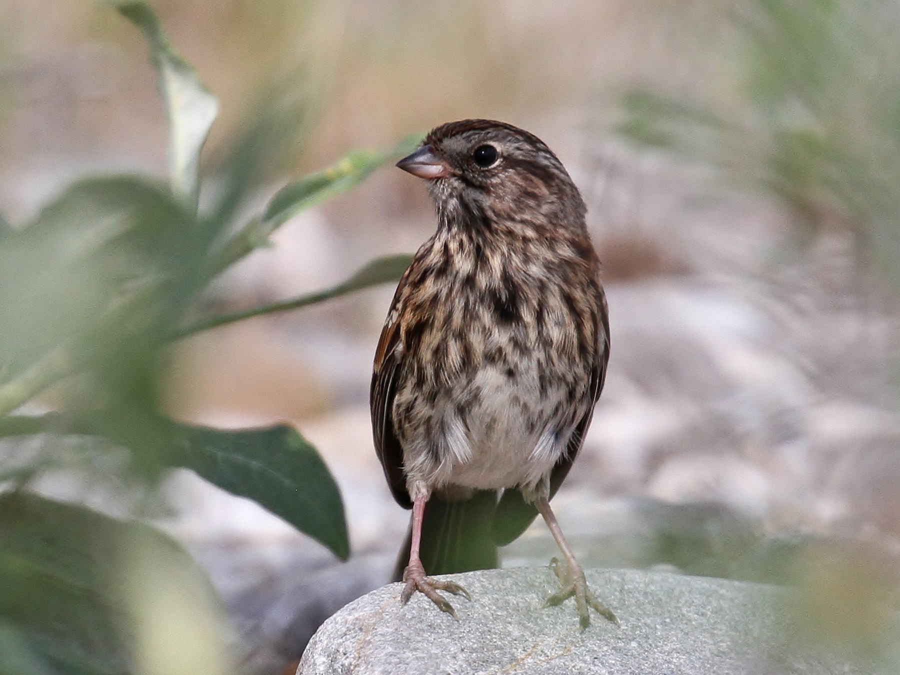 American Tree Sparrow - eBird