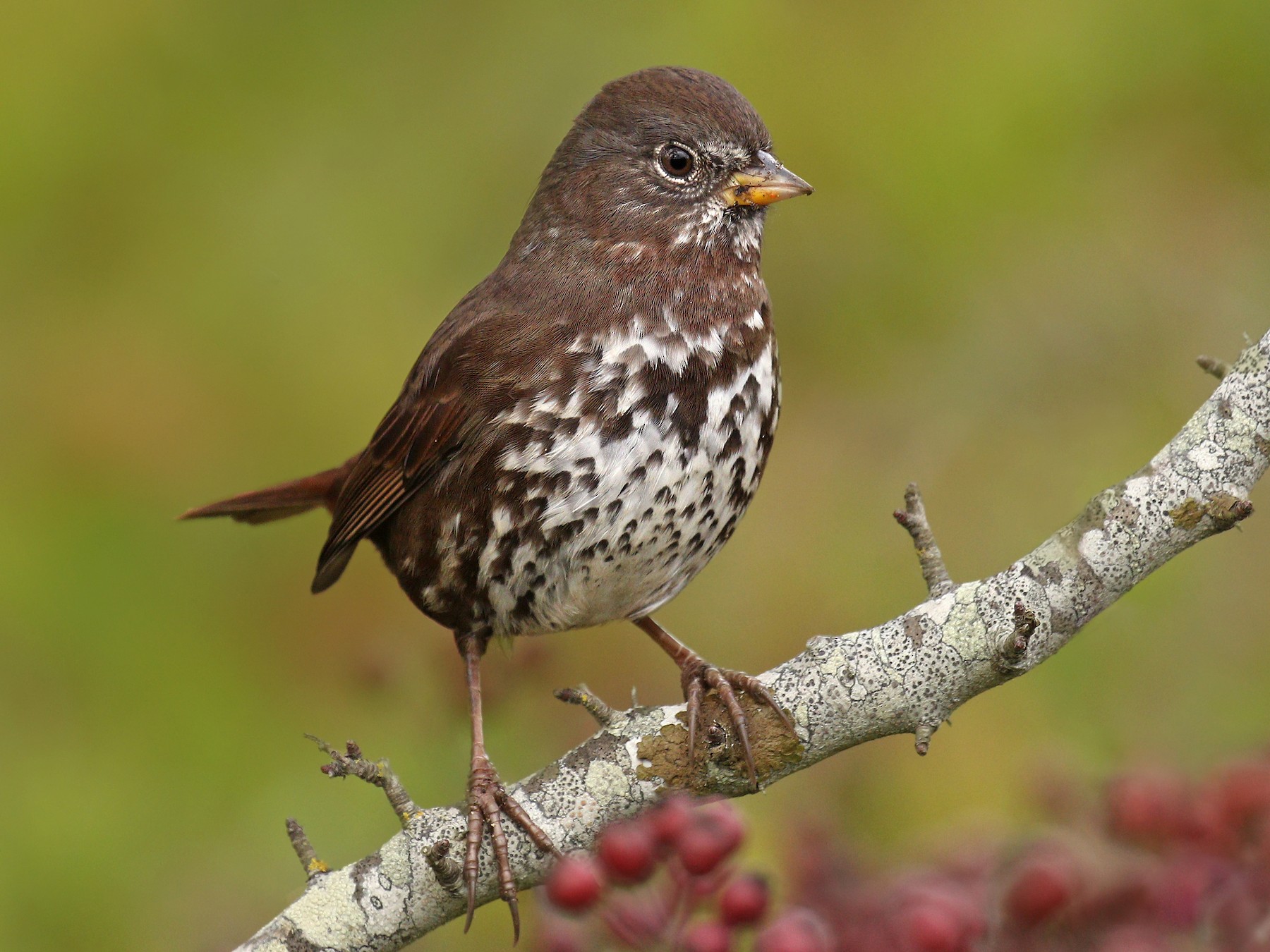Fox Sparrow - eBird