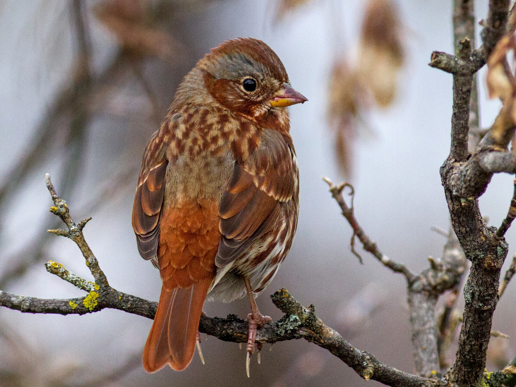 Fox Sparrow - eBird