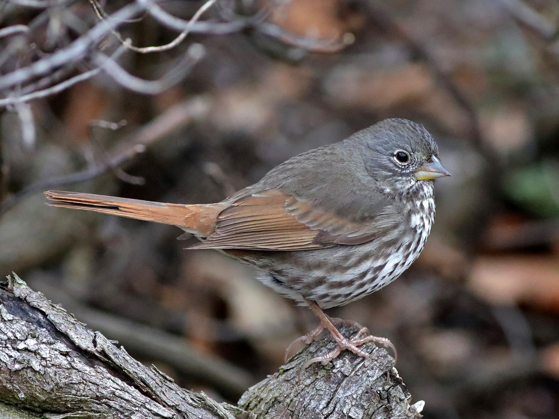 Fox Sparrow - eBird