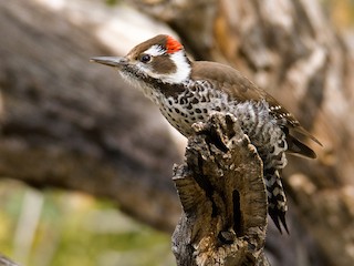 Arizona Woodpecker - eBird