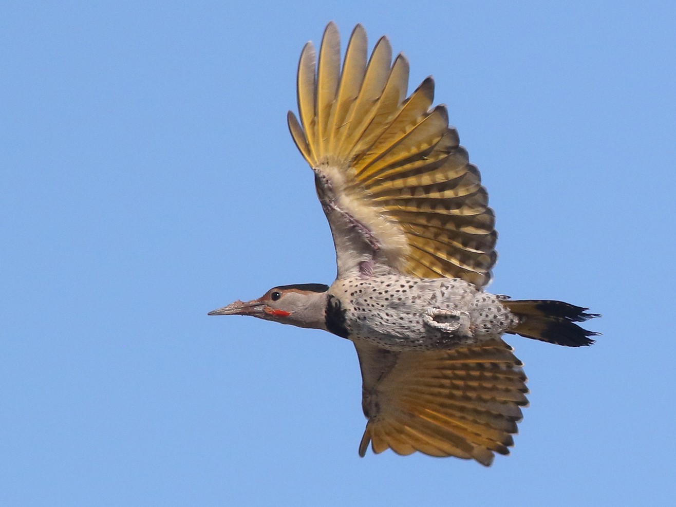 Northern Flicker Flying