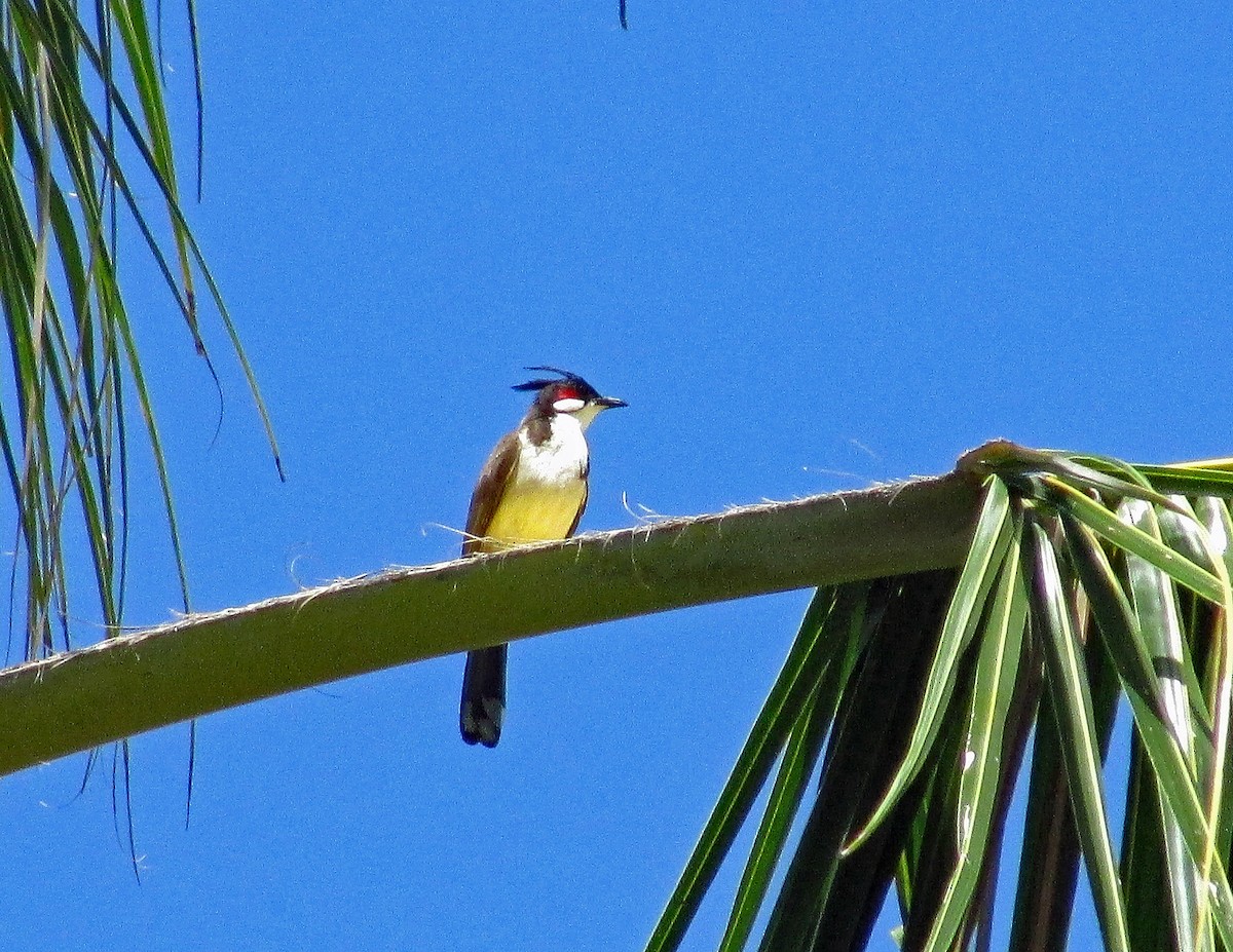 Oahu state parks for bird identification - State Parks