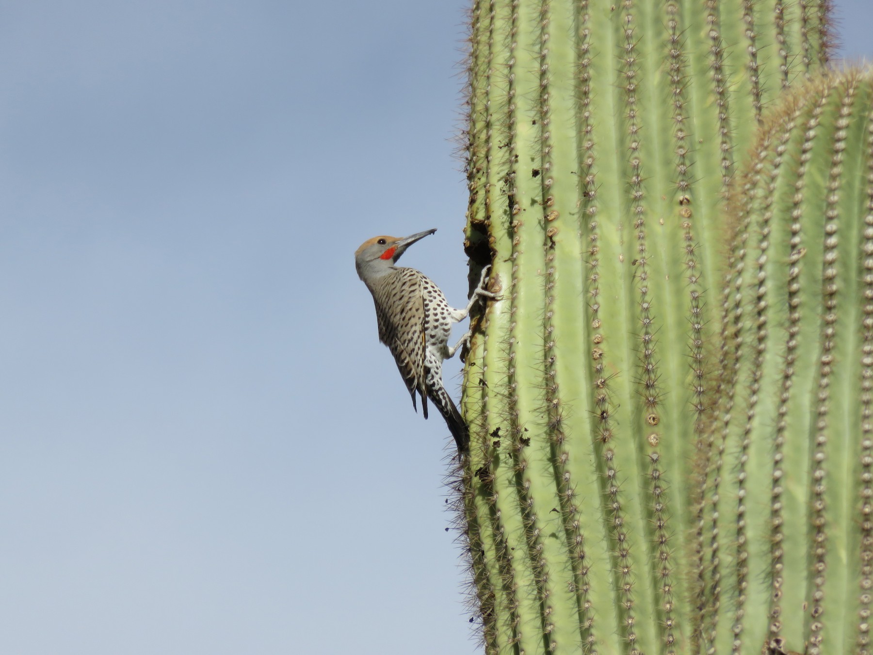 Gilded Flicker - eBird