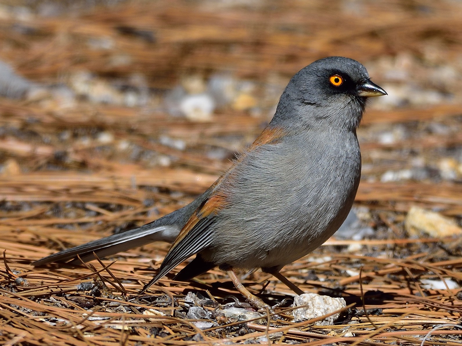 Yellow Eyed Junco
