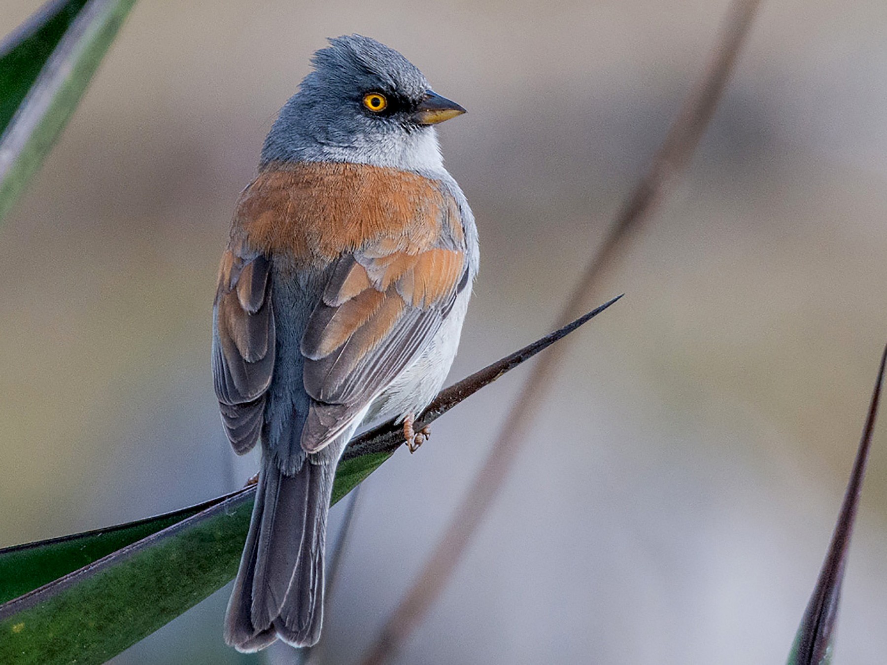 Yellow-eyed Junco - eBird