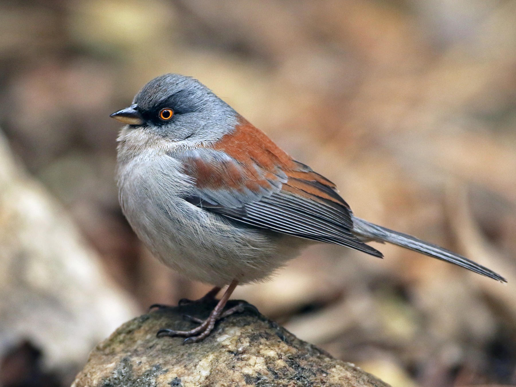 Yellow-eyed Junco - eBird