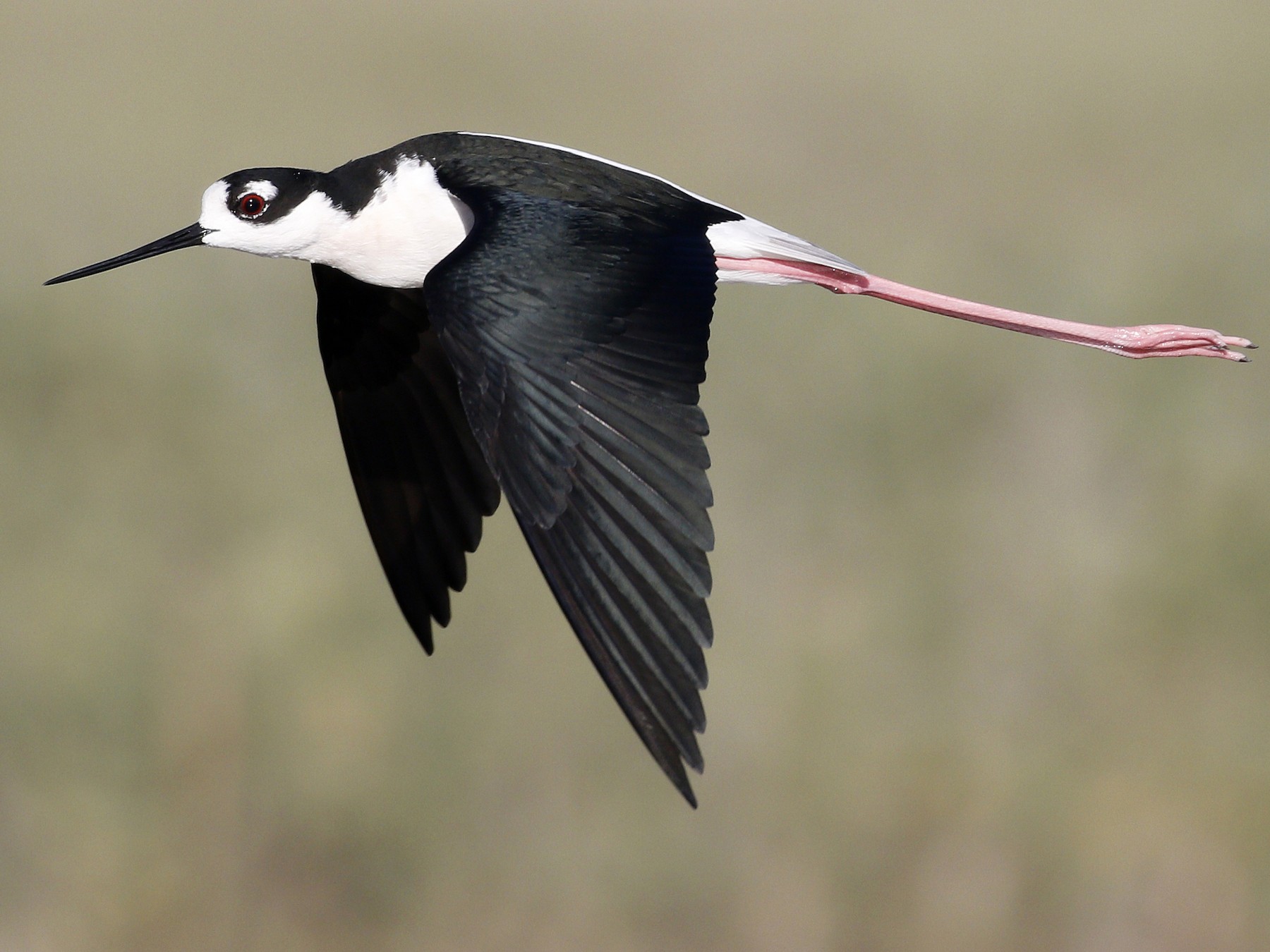 Black-necked/White-backed Stilt - eBird