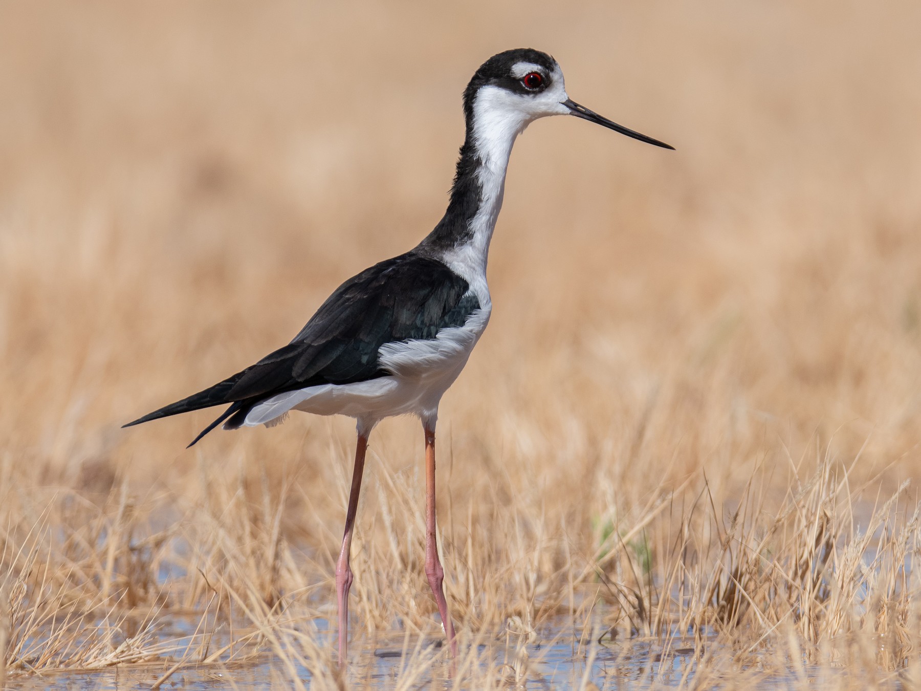 Black Necked Stilts