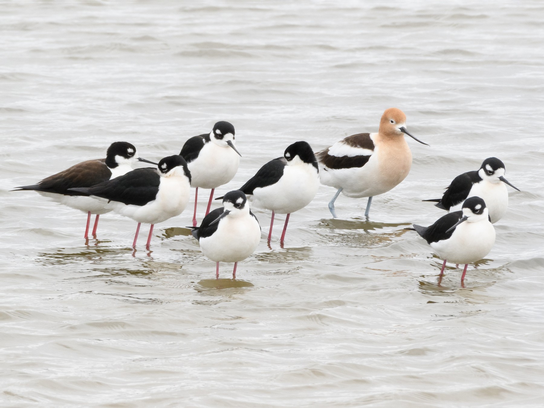 Black Necked Stilts