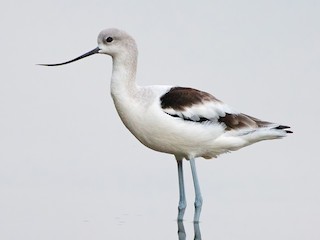 American Avocet - eBird