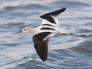 American Avocet - eBird