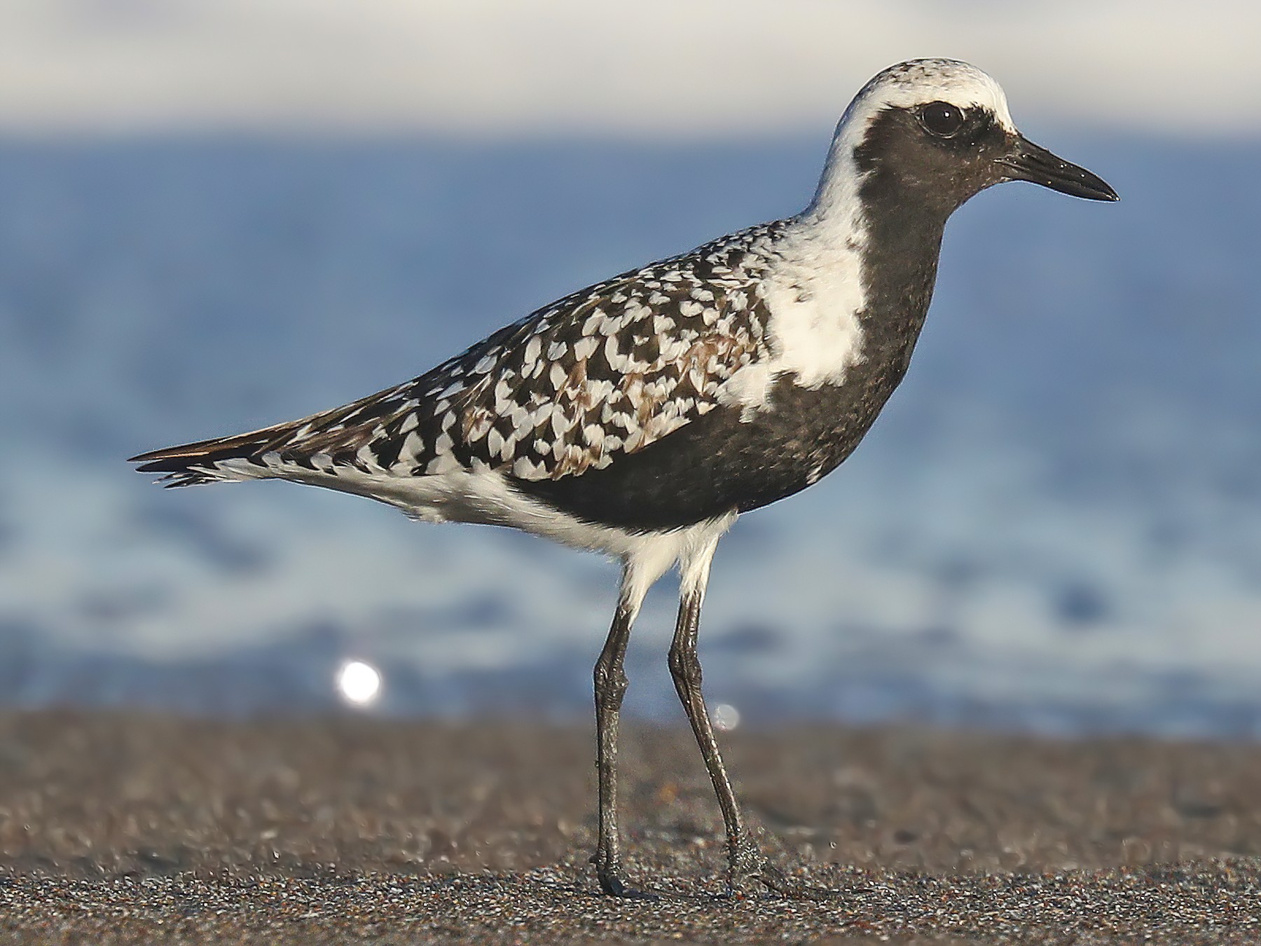 Black-bellied Plover - eBird