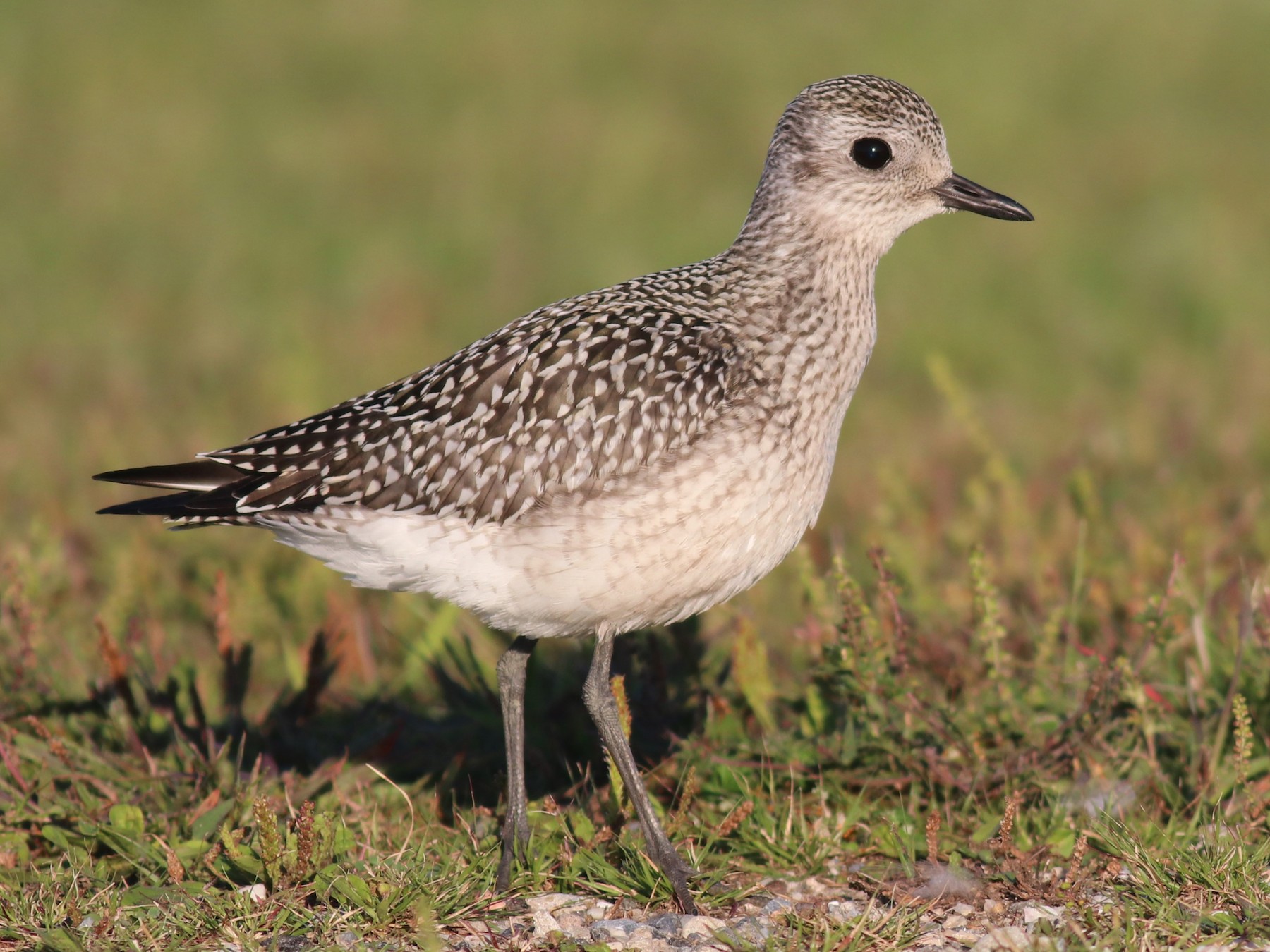 Black-bellied Plover - eBird