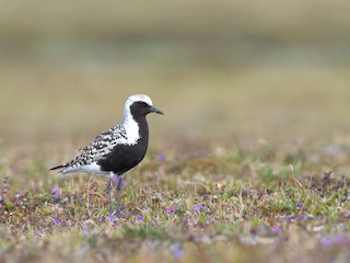 Grey Plover - eBird