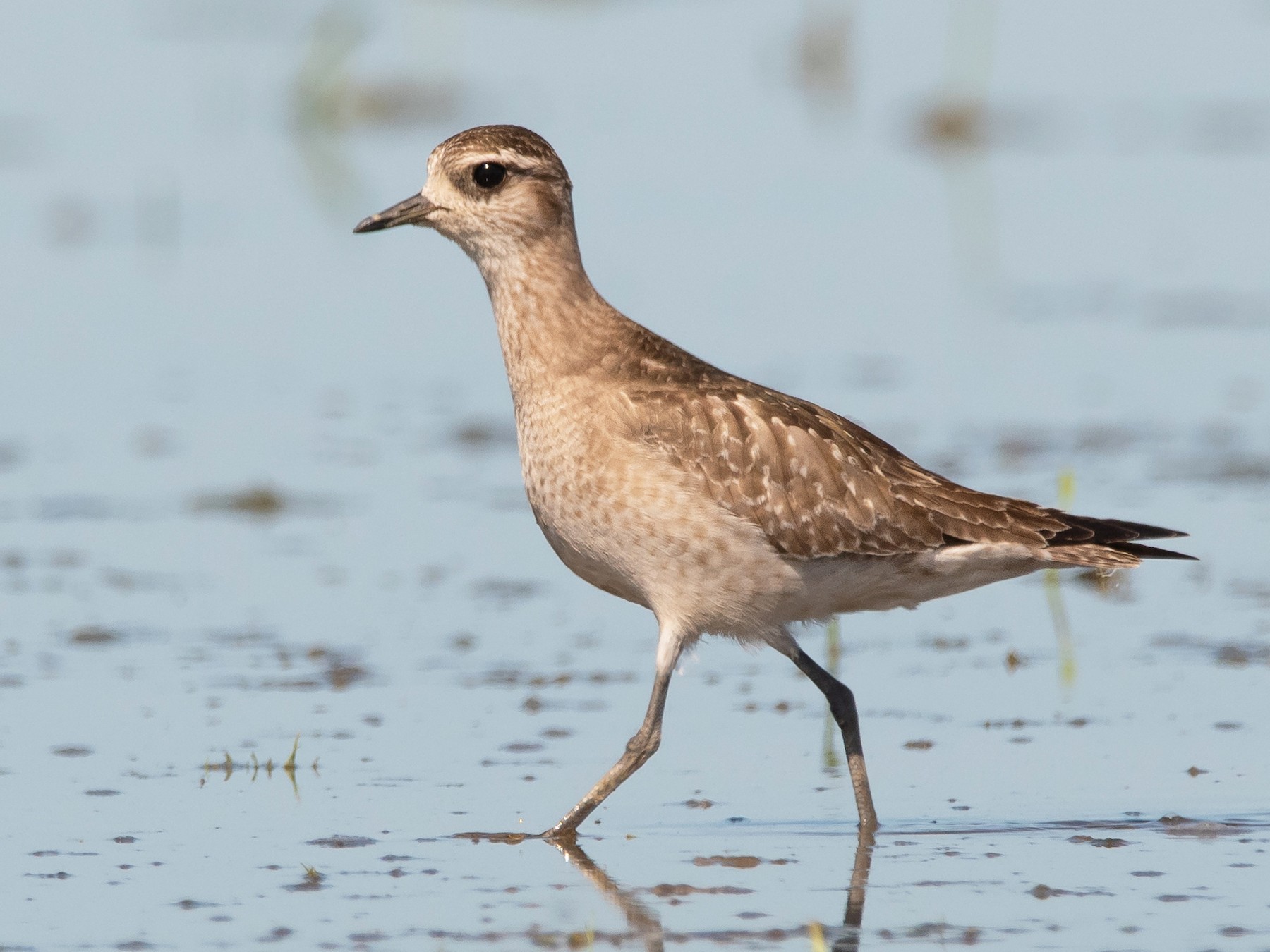 American Golden-Plover - eBird
