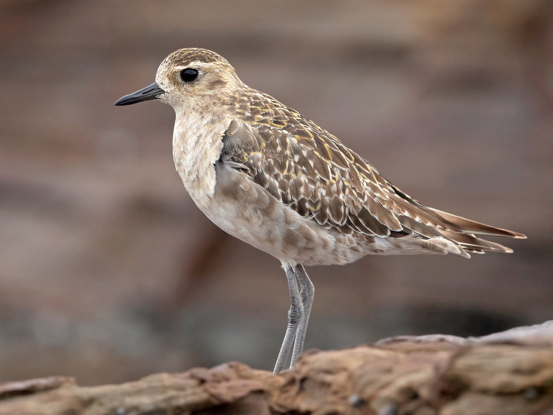 Pacific Golden-Plover - eBird