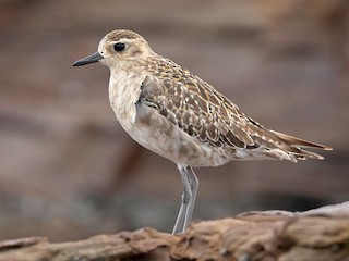 Pacific Golden-Plover - eBird