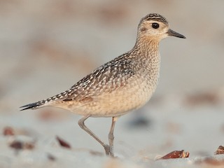 Pacific Golden-Plover - eBird