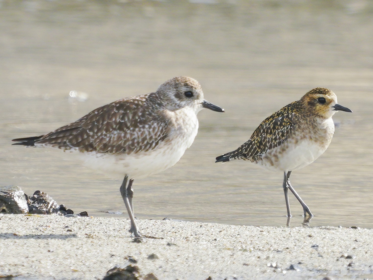 Pacific Golden-Plover - eBird