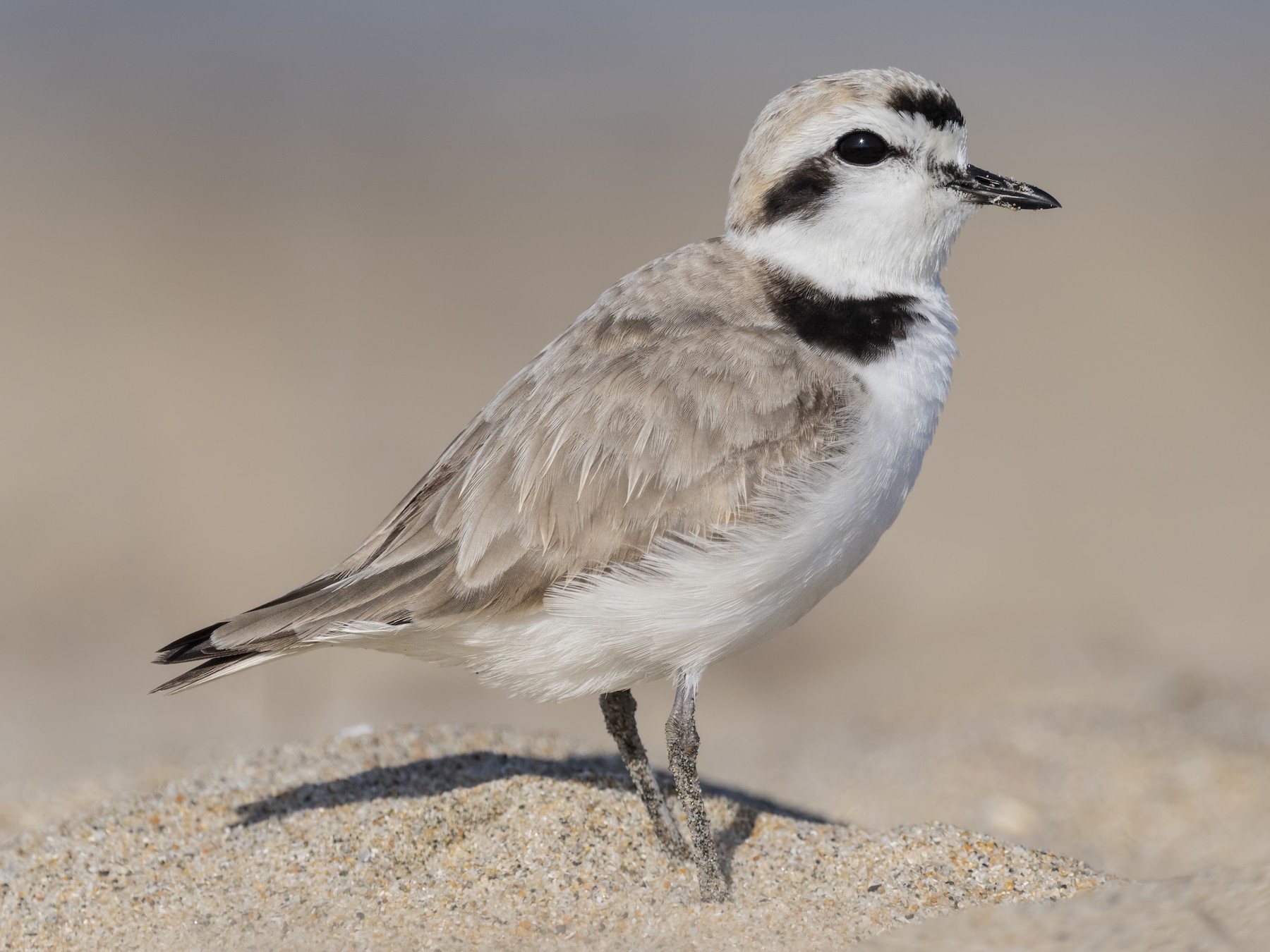 Snowy Plover - eBird