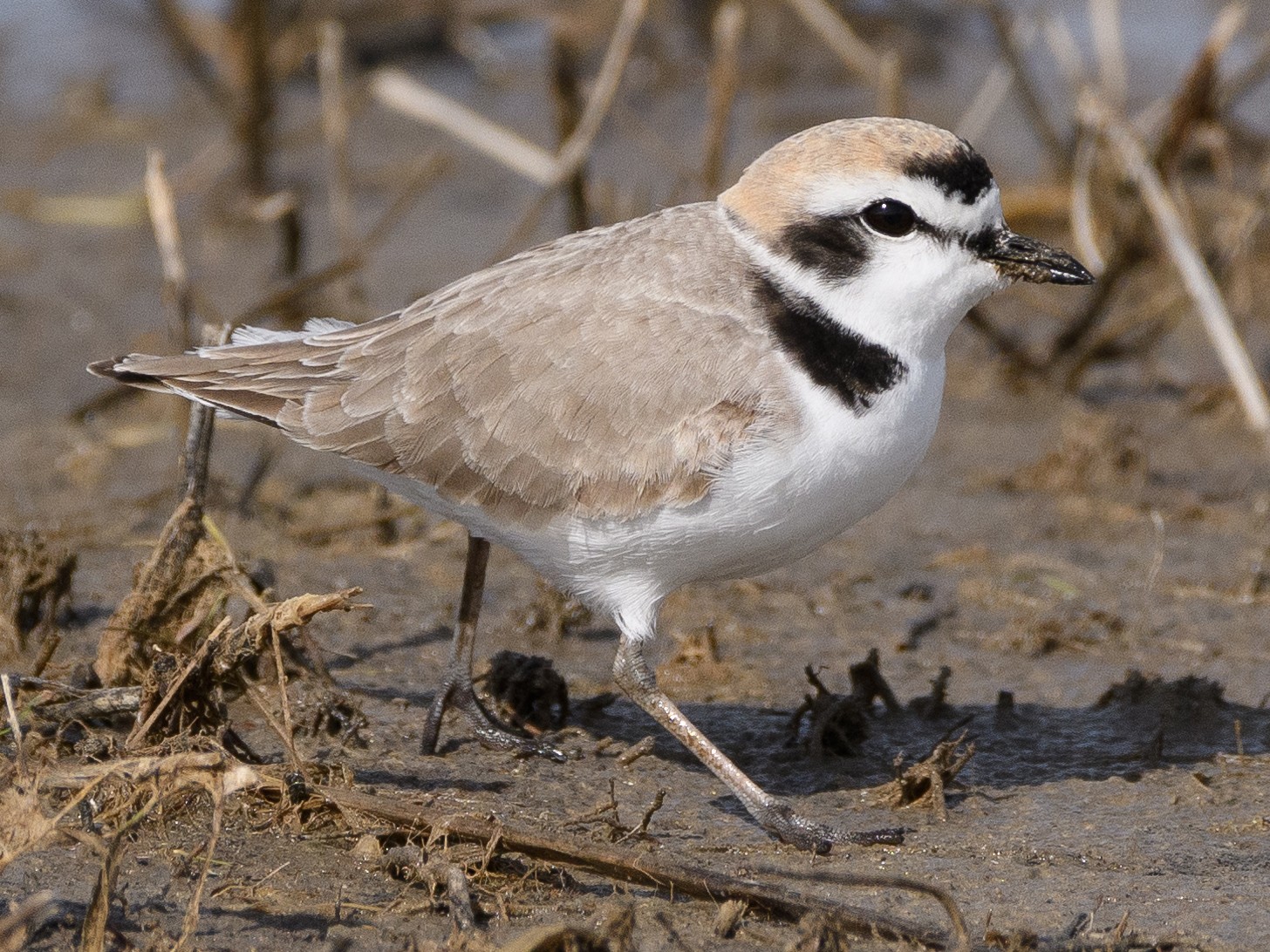 Snowy Plover - eBird