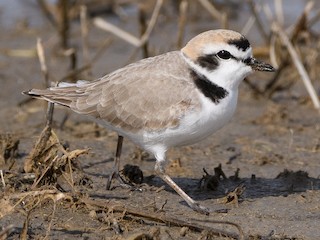 Snowy Plover - eBird