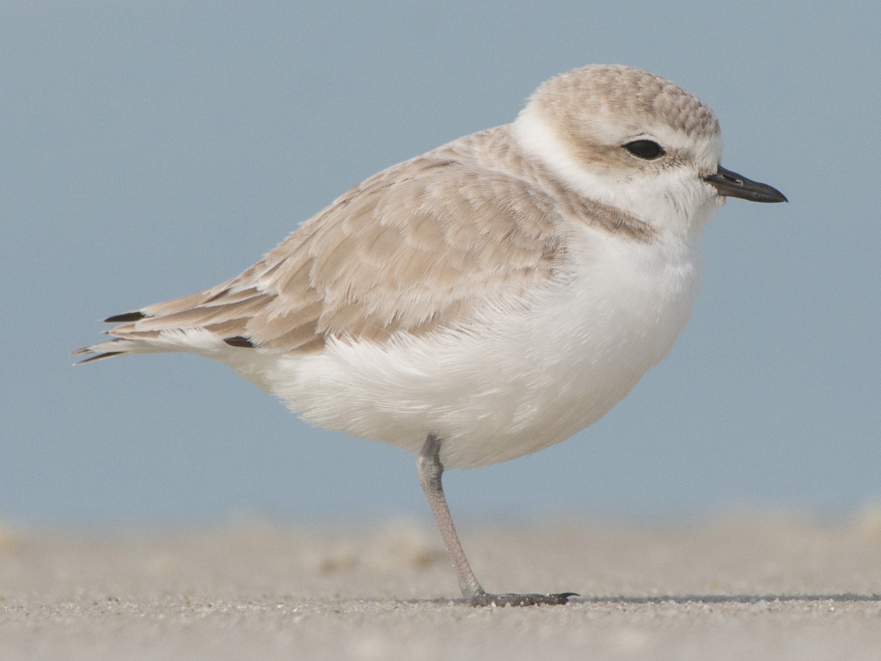 Snowy Plover - eBird