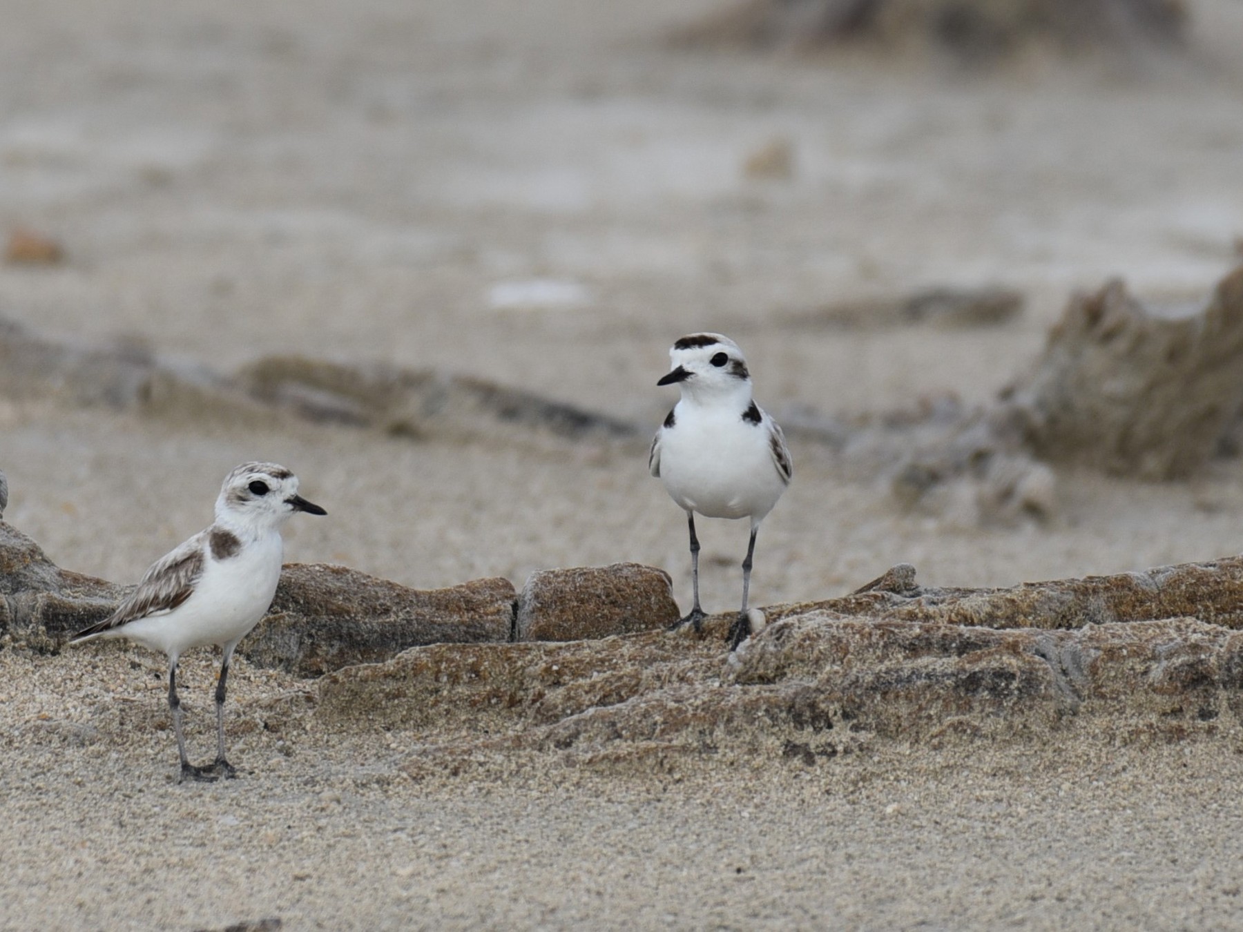 Snowy Plover - eBird