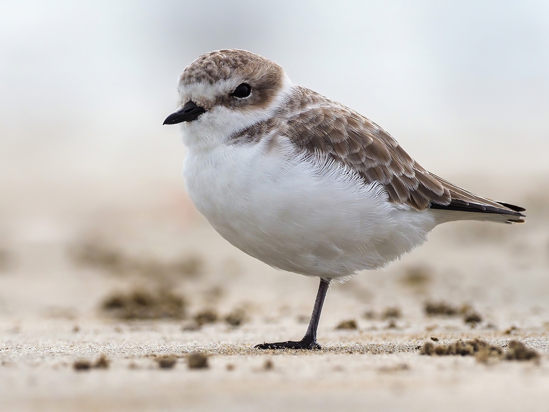 Snowy Plover - eBird