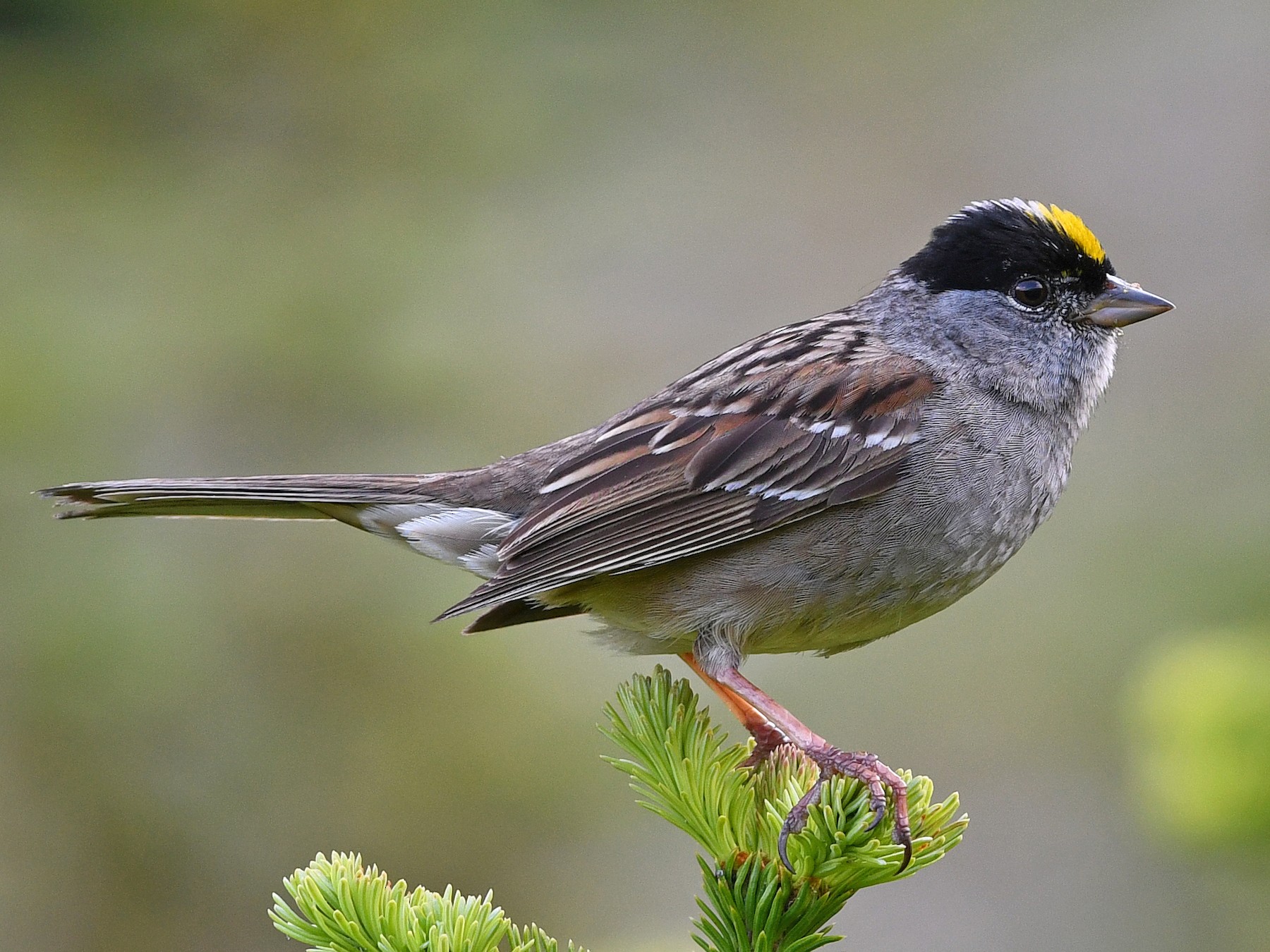 Golden-crowned Sparrow - eBird